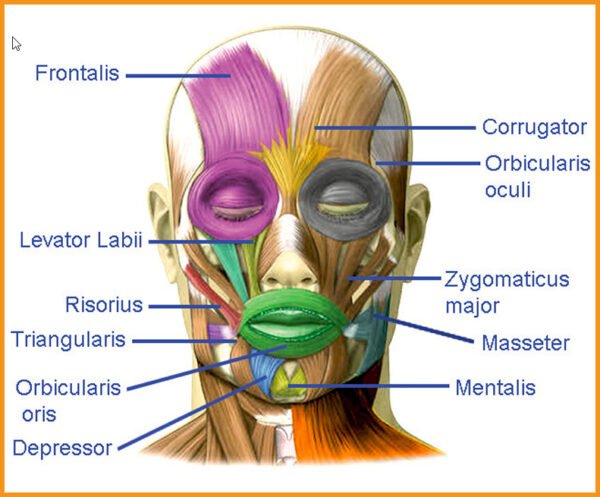 Anatomy Of Head For Drawing | Learn That Yourself